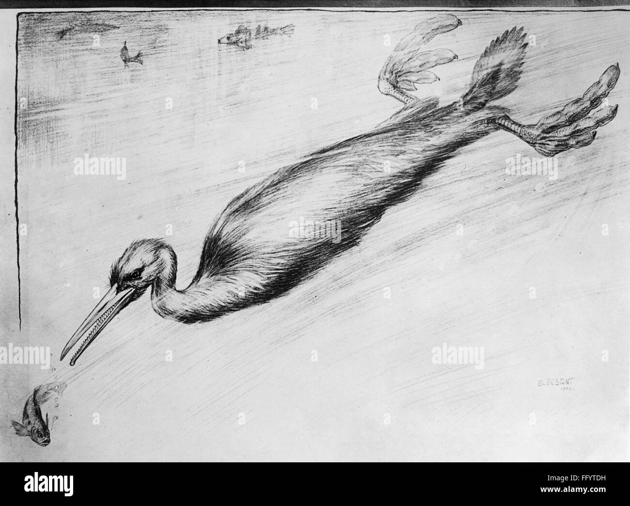 PREHISTORY: HESPERORNIS. /nDrawing of the extinct Hesperornis aquatic ...
