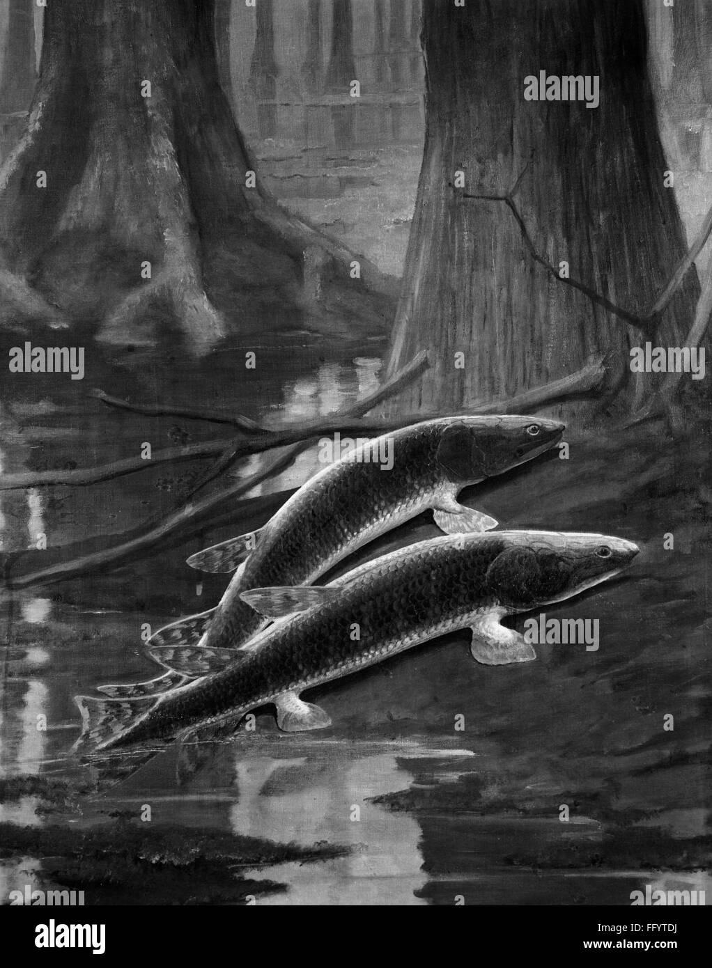 LOBE-FINNED FISH. /nEusthenopteron lobe-finned fish of the Devonian era ...