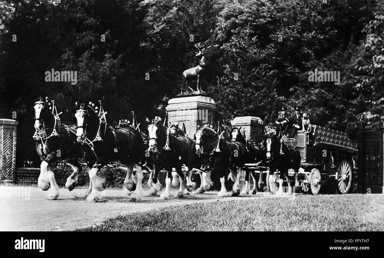 BUDWEISER CLYDESDALE TEAM. /nThe Anheuser-Busch Brewing Company's team ...