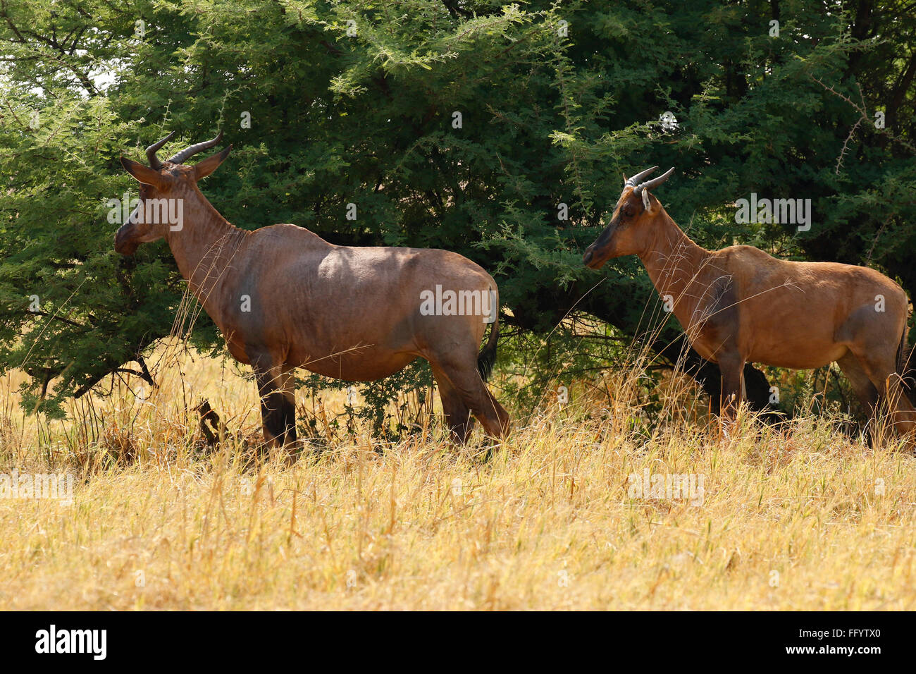 Tssesbe antelopes are the fastest running antelope in Africa. They are ...