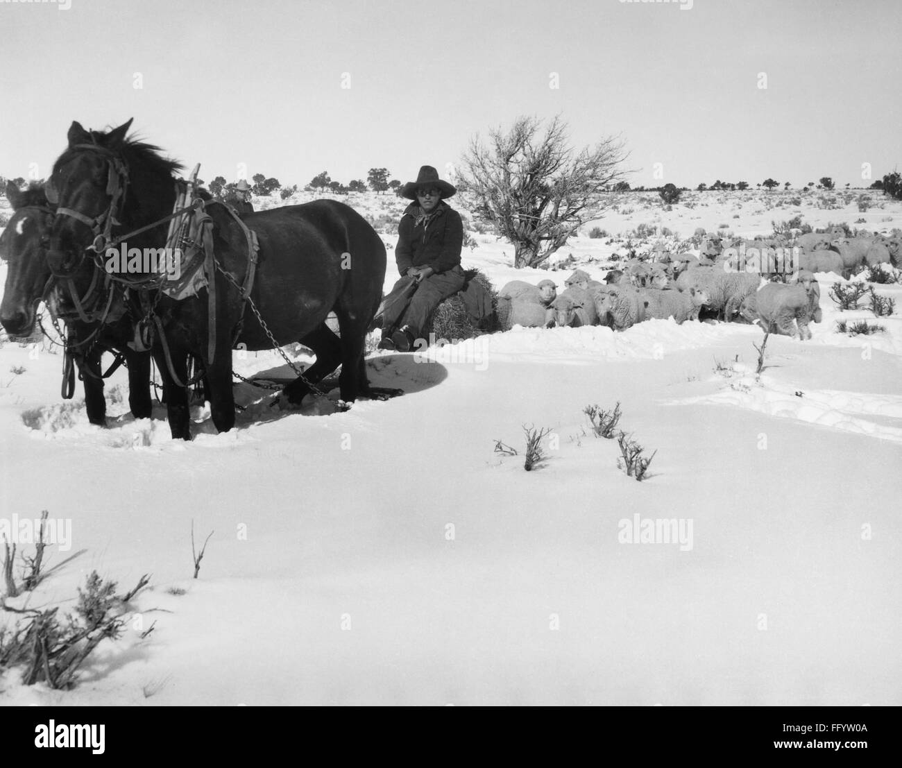 NAVAJO SHEEP RANCHER, 1937. /nA Navajo sheep rancher on a reservation ...