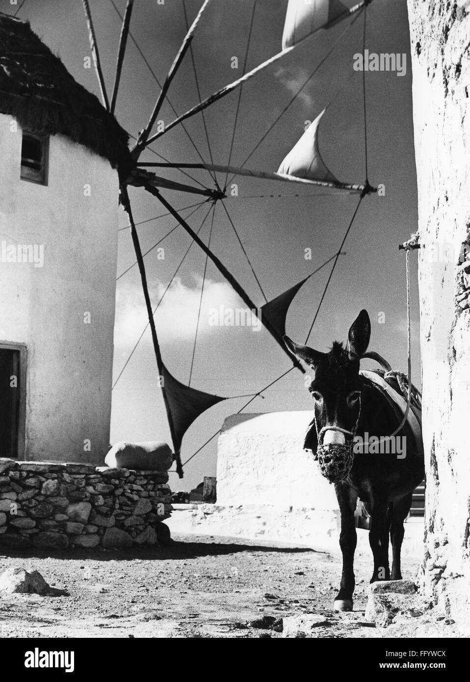 MYKONOS: WINDMILL. /nA donkey with a feed bag tied near a windmill on ...
