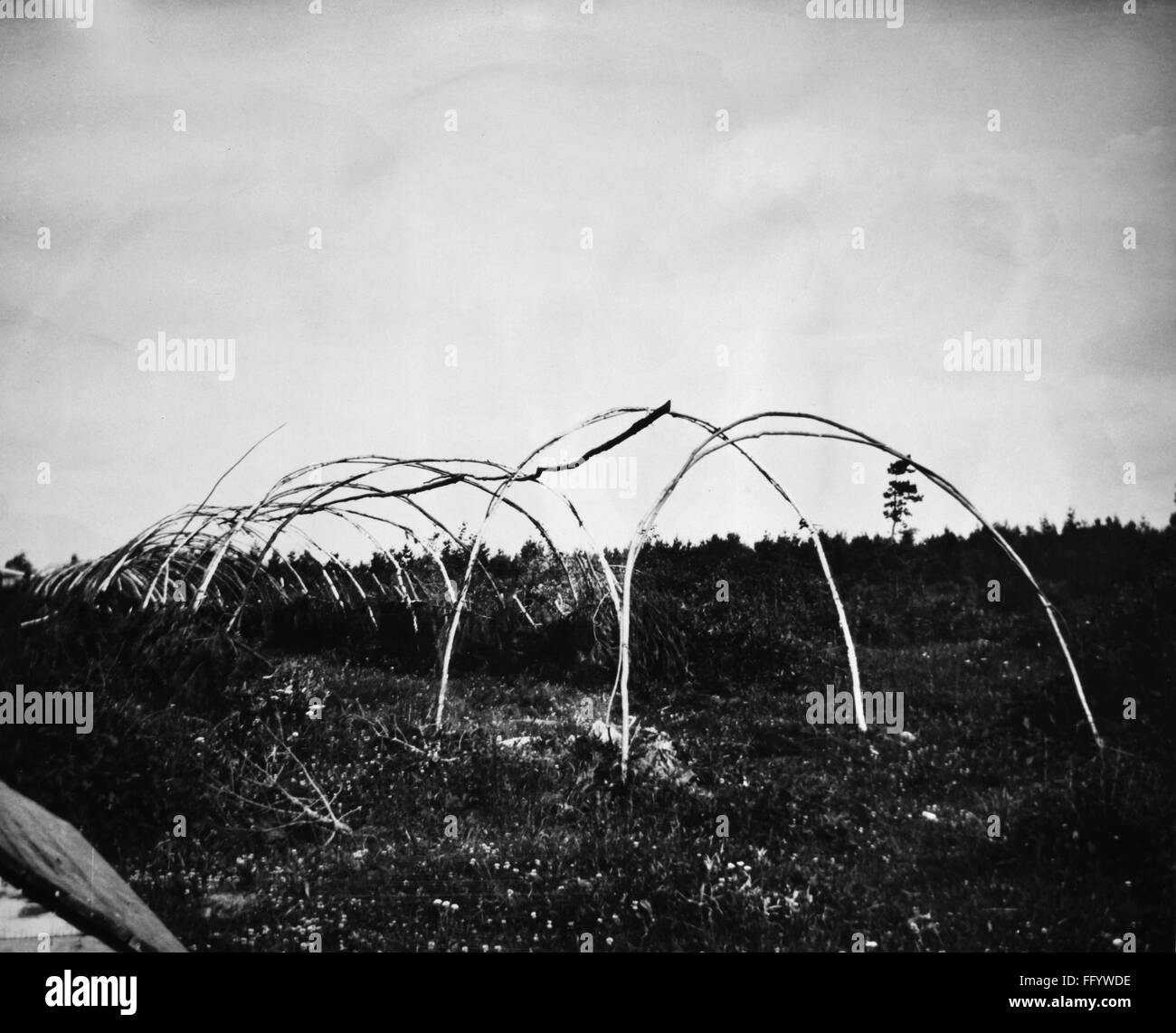 OJIBWA LODGE, 1906. /nAn Ojibwa Grand Medicine lodge in the course of ...