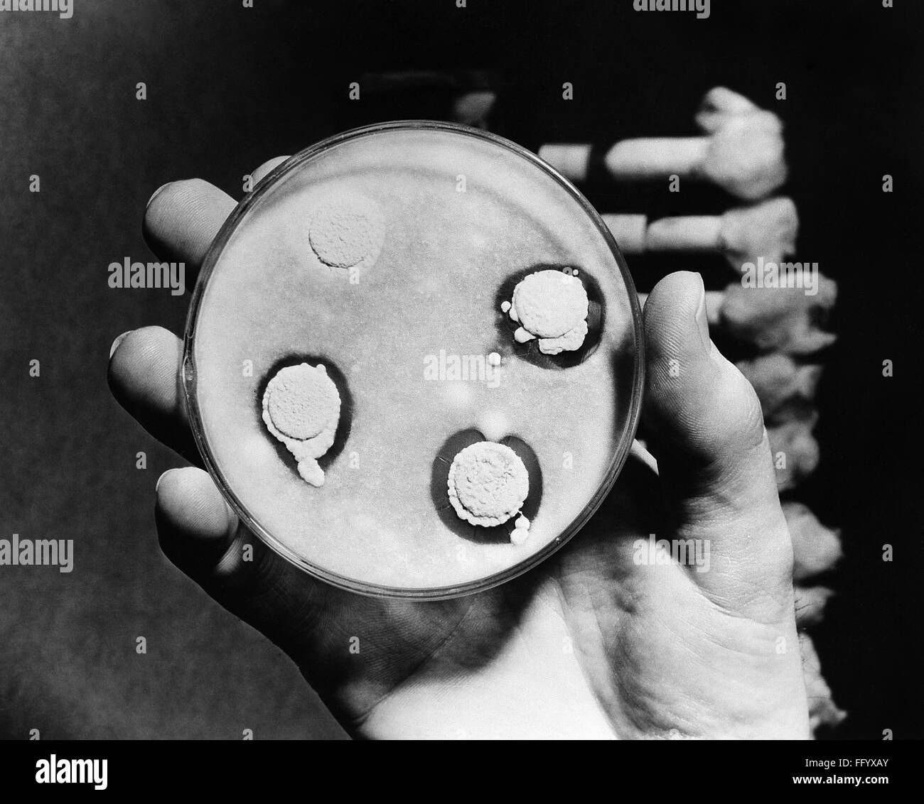 MEDICINE: ANTIBIOTICS. /nPhotograph of laboratory demonstrations of ...