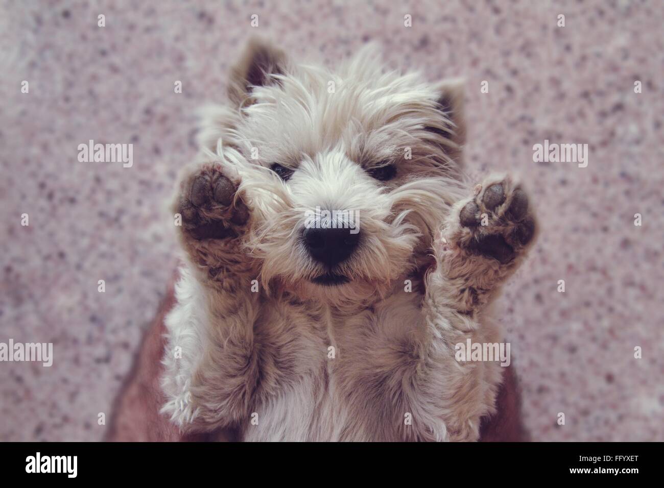 Dog Paw Raised High Resolution Stock Photography and Images - Alamy