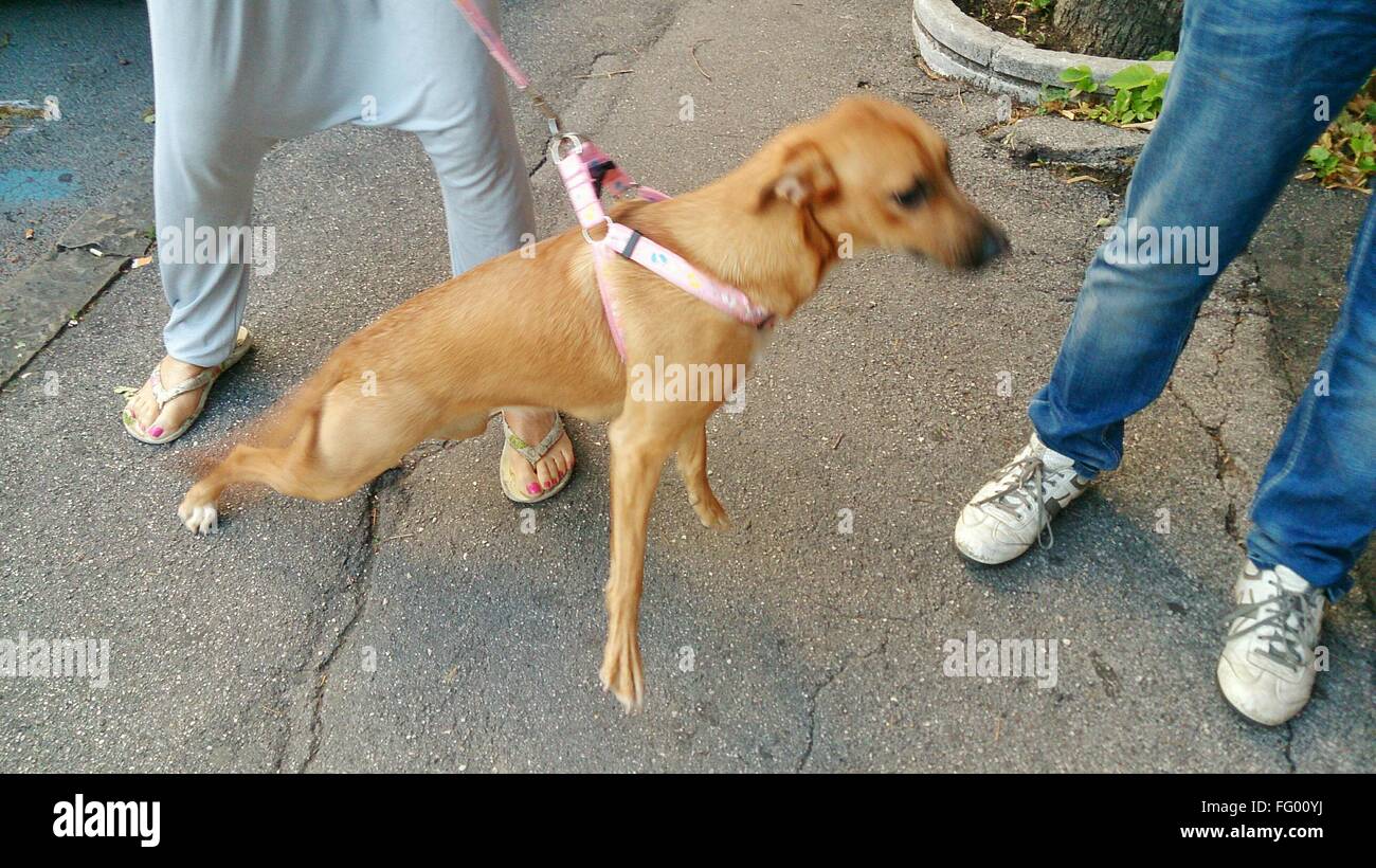 Dog pulling leash hi-res stock photography and images - Alamy