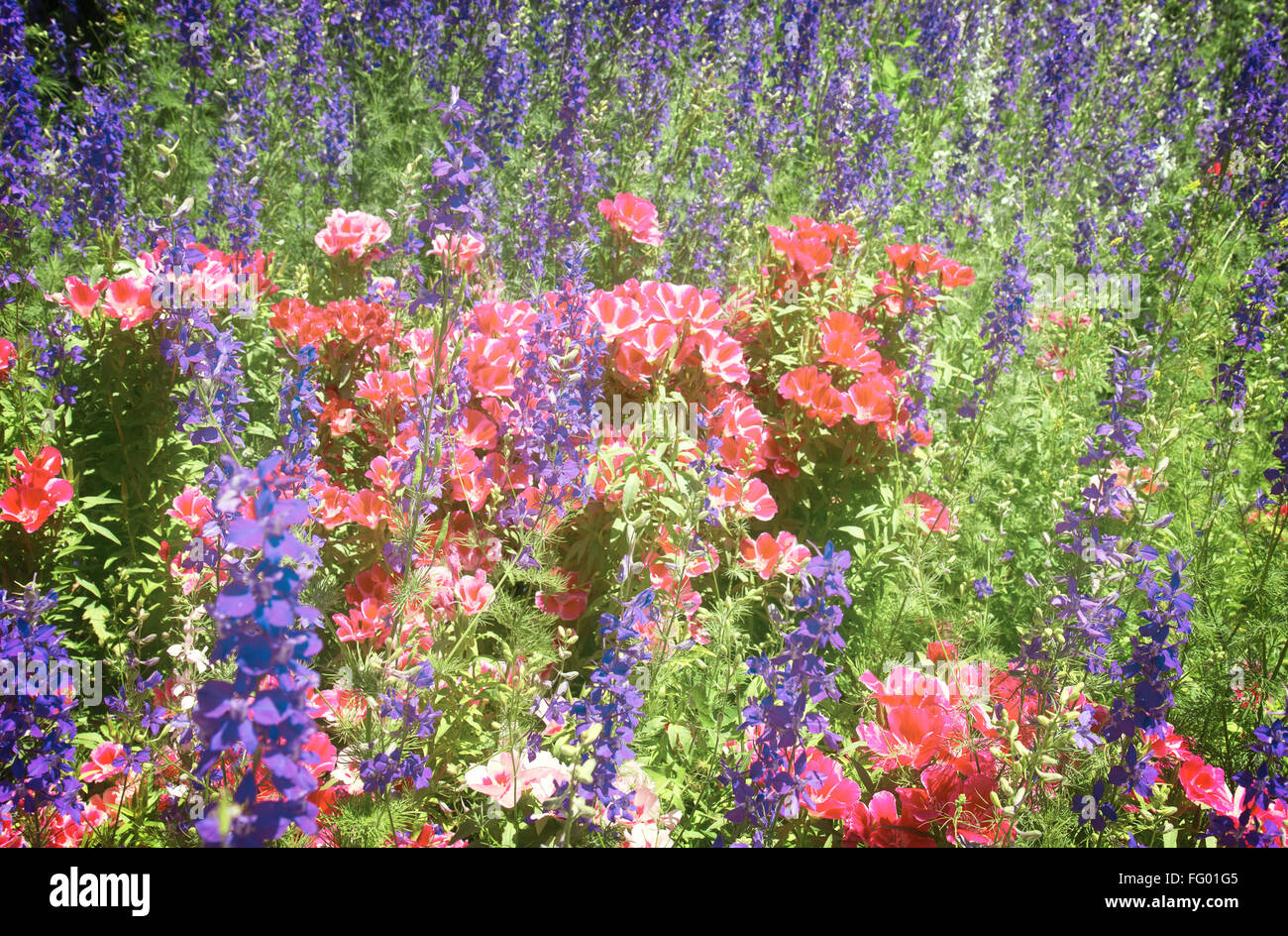 summer field of flowers Stock Photo - Alamy