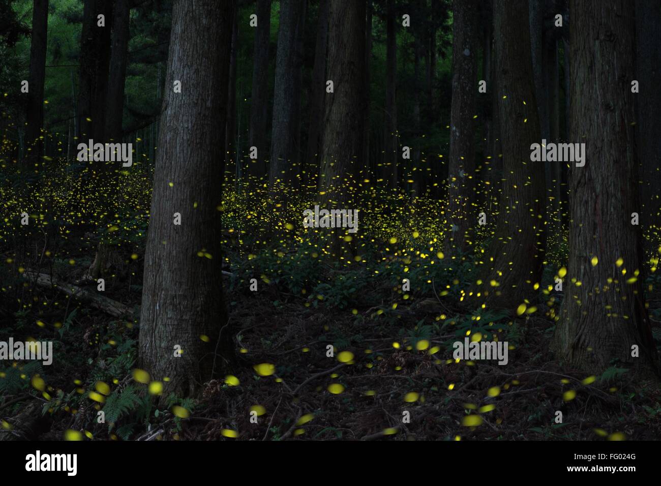 Glowing Firefly High Resolution Stock Photography and Images - Alamy