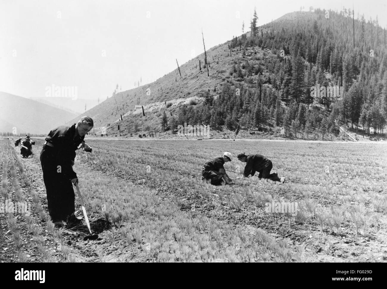 NEW DEAL: CCC, c1938. /nCivilian Conservation Corps workers planting ...
