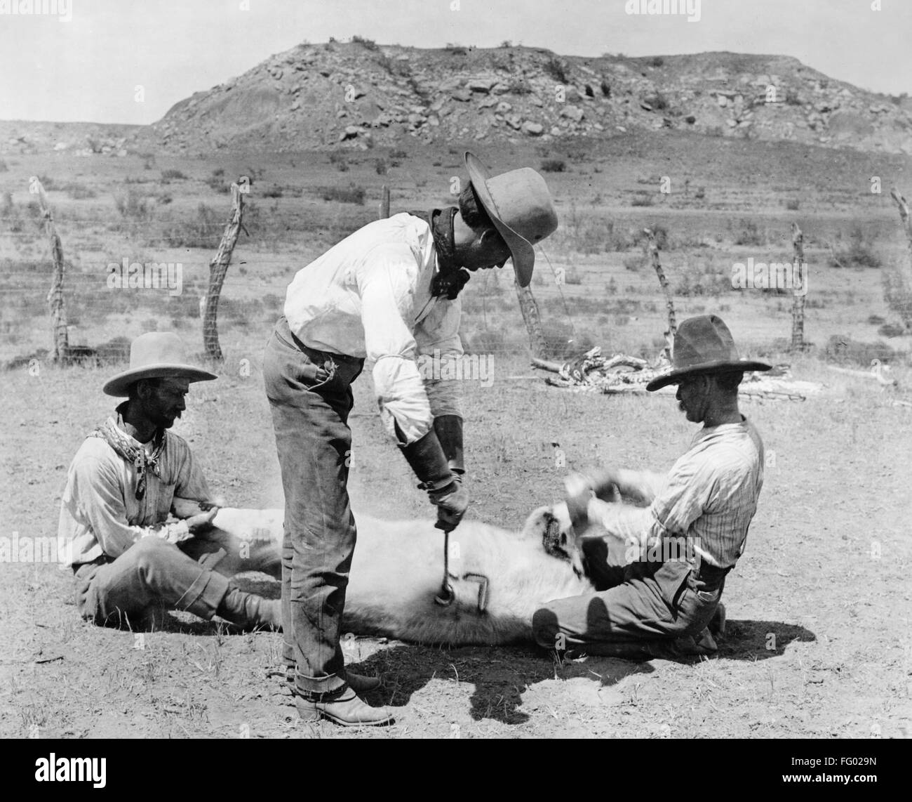 COWBOYS: BRANDING CATTLE. /nThree cowboys branding a cow. Photograph by ...