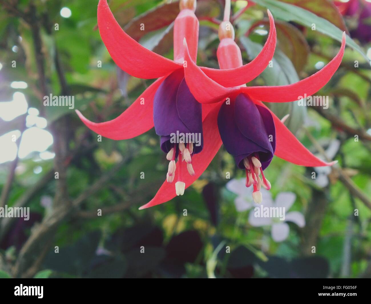 Close up of fuchsia hi-res stock photography and images - Alamy