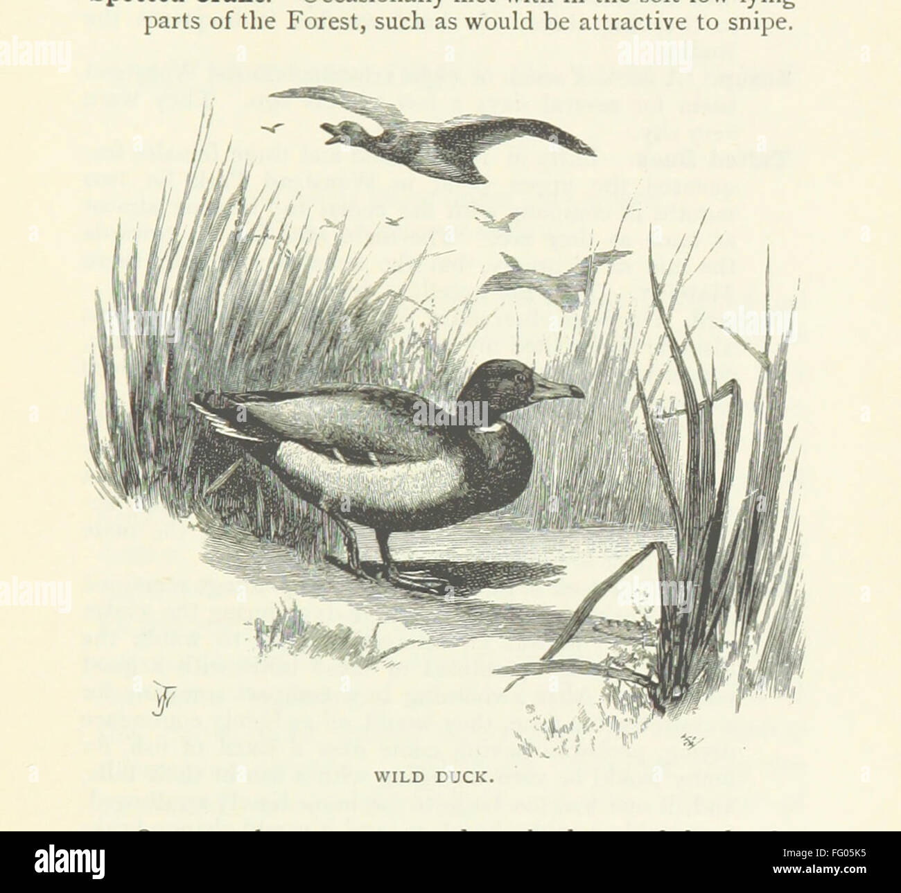This vintage book explores the Epping Forest area in England, featuring ...