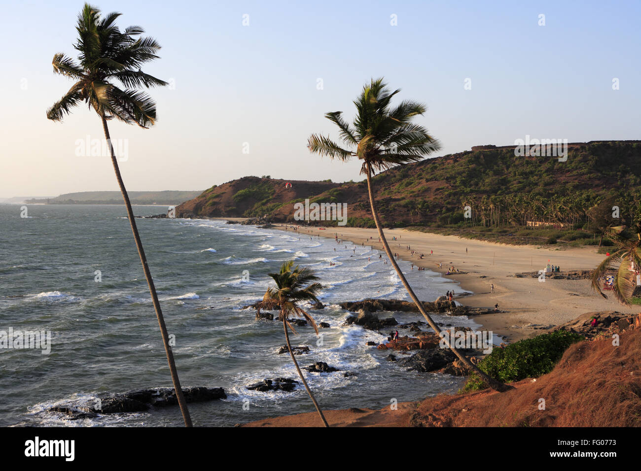 Goa trees aerial view hi-res stock photography and images - Alamy