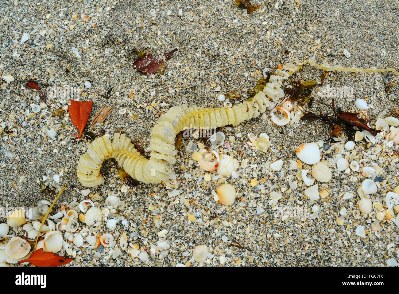 See egg case hi-res stock photography and images - Alamy