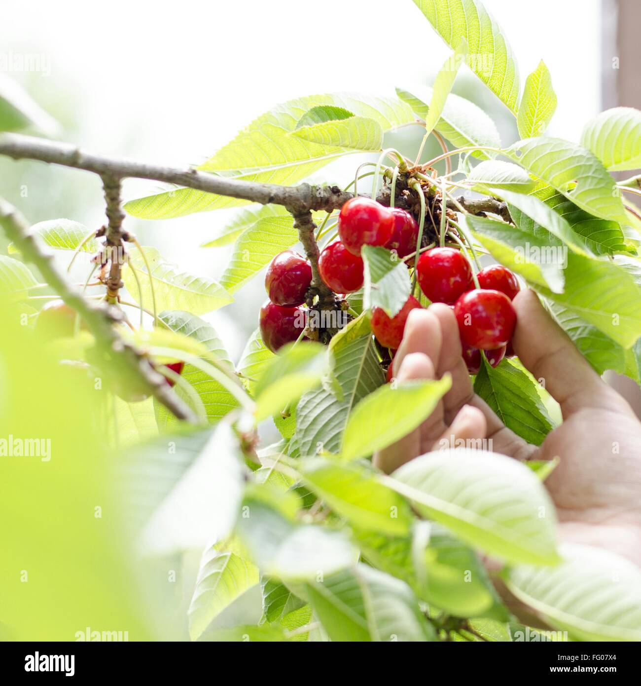 Plucking fruit hi-res stock photography and images - Alamy