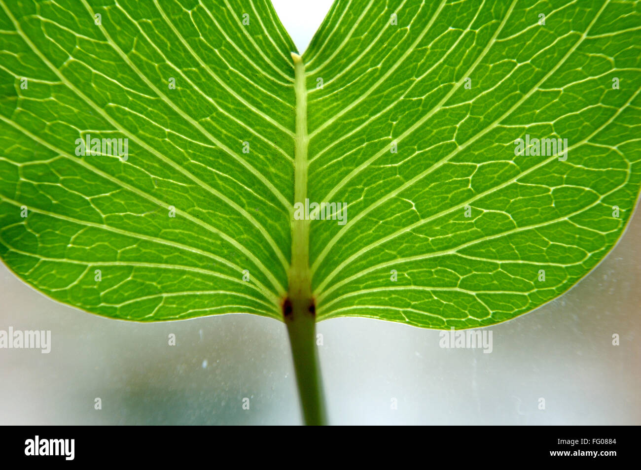 Leaf vein hi-res stock photography and images - Alamy