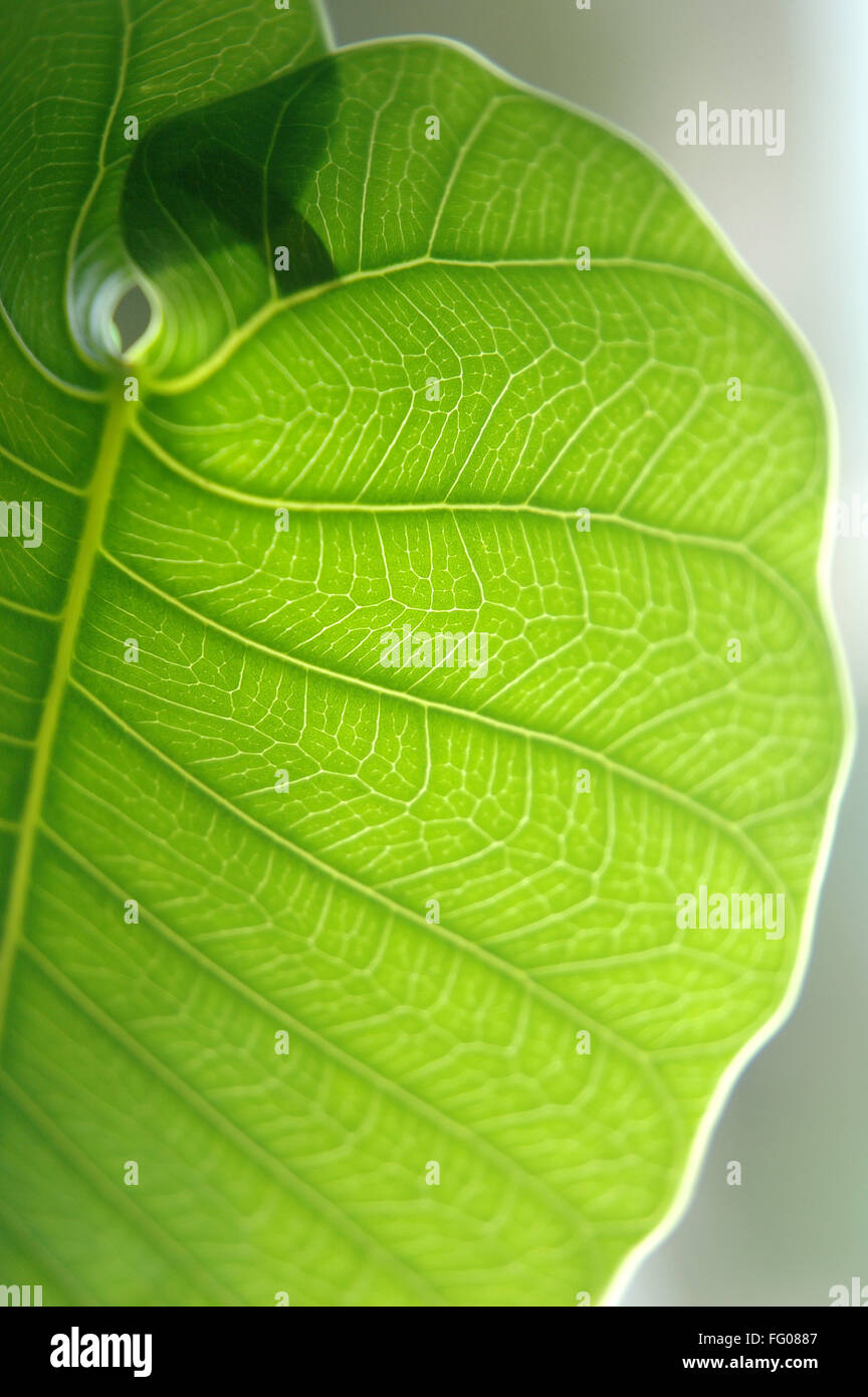 Leaf vein hi-res stock photography and images - Alamy