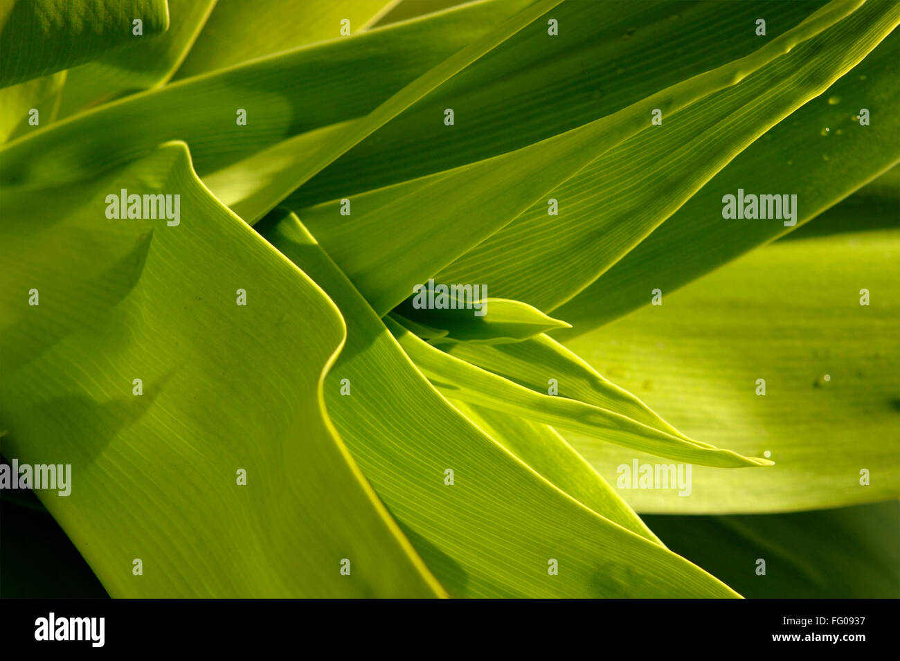 Green leaf pattern Stock Photo - Alamy