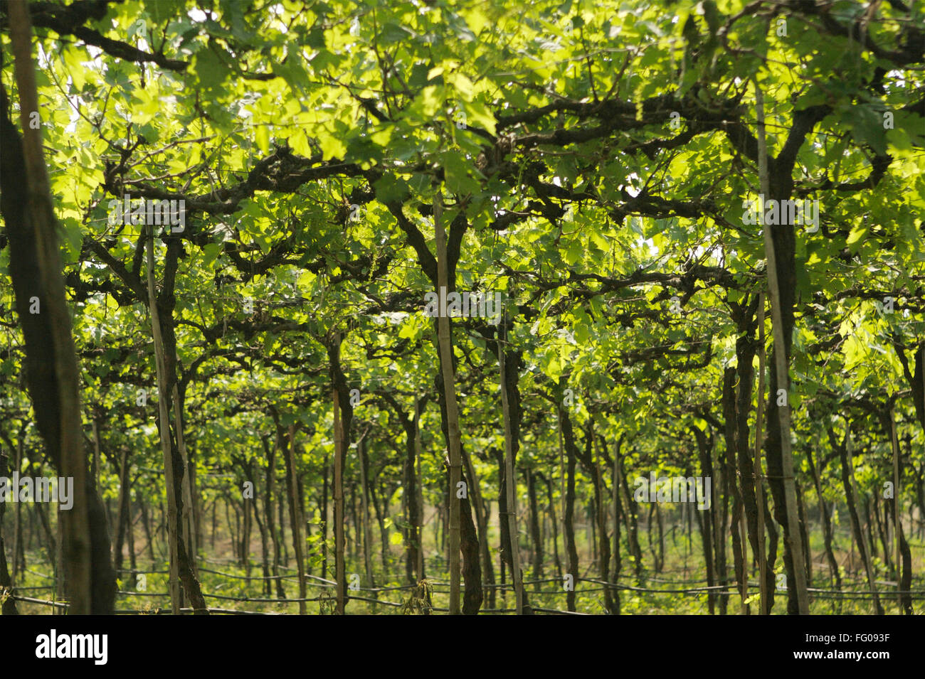 Grape crops hi-res stock photography and images - Alamy