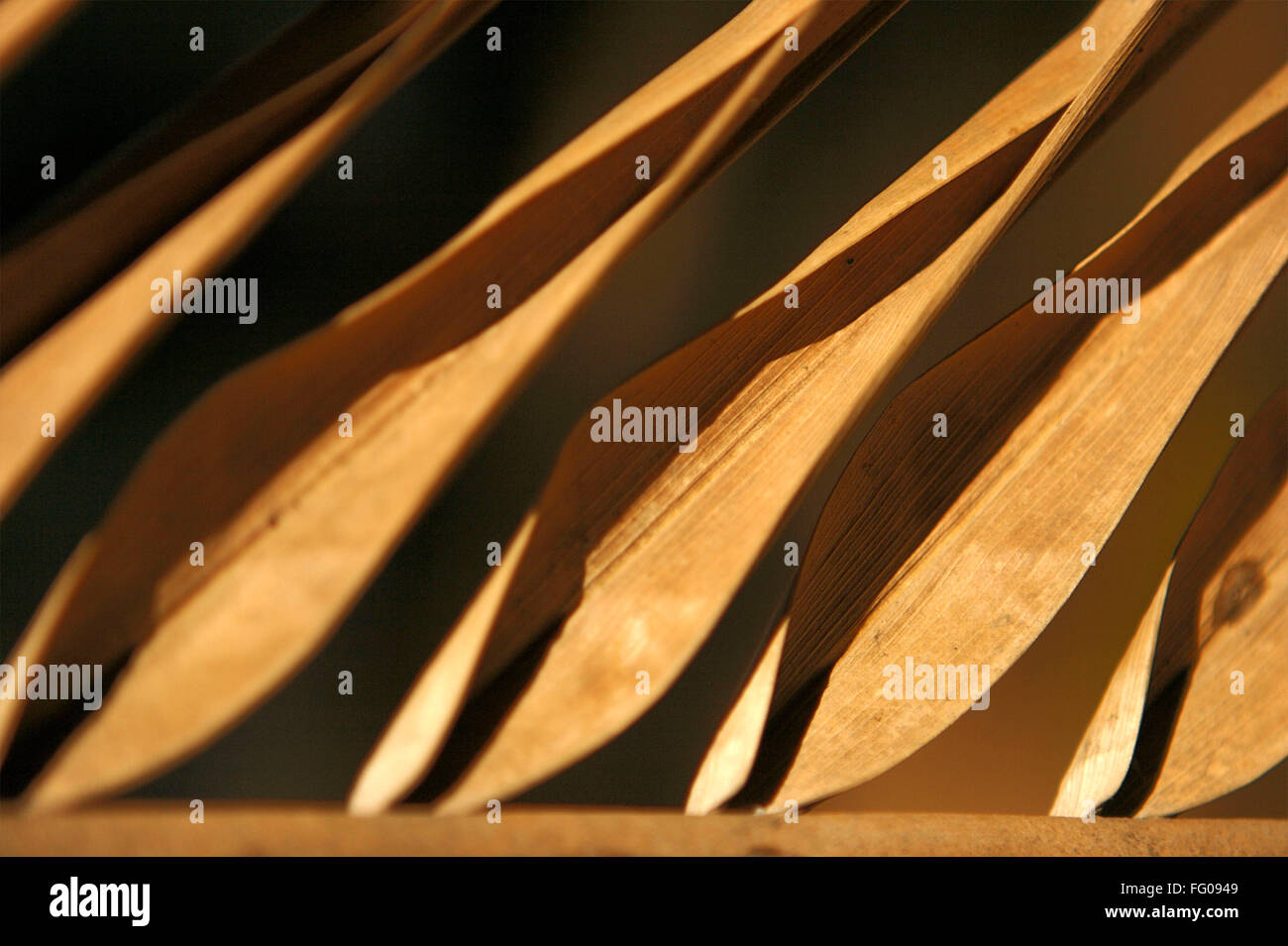 Dried palm leaves hi-res stock photography and images - Alamy Dried palm leaves hi-res stock photography and images - Alamy