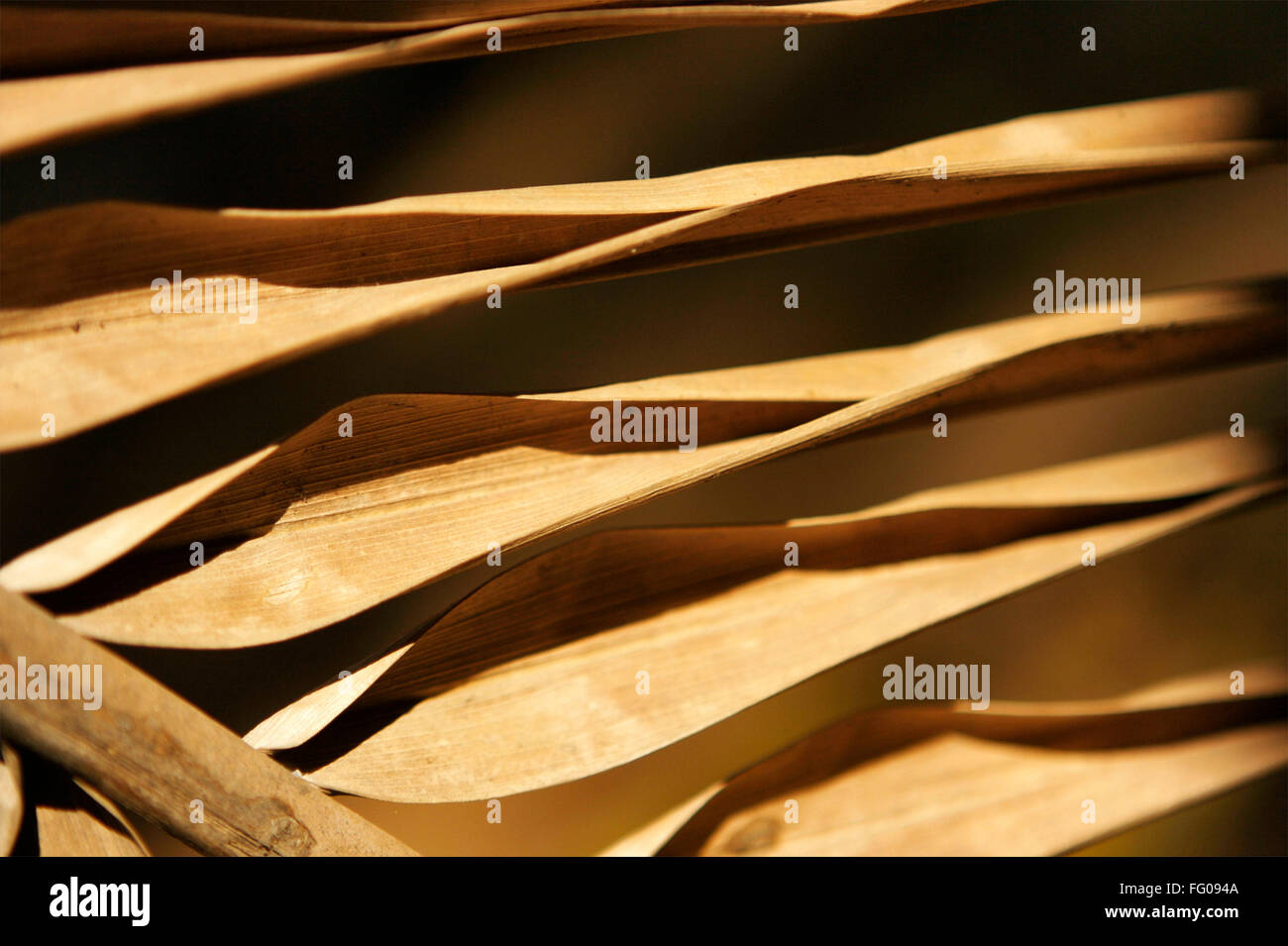 Brown dried palm leaves Stock Photo - Alamy Brown dried palm leaves Stock Photo - Alamy