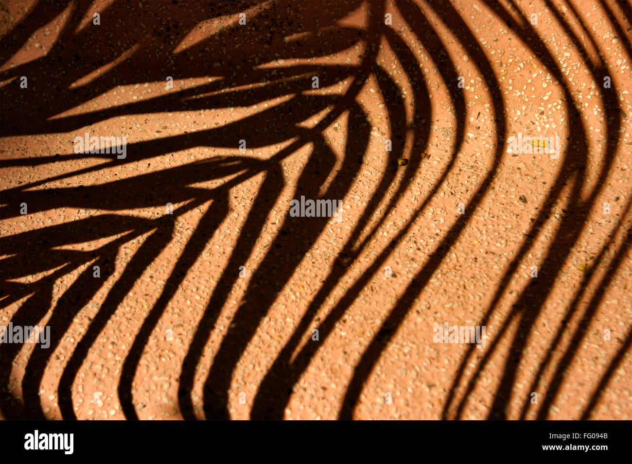 Shadow of coconut leaves Stock Photo - Alamy