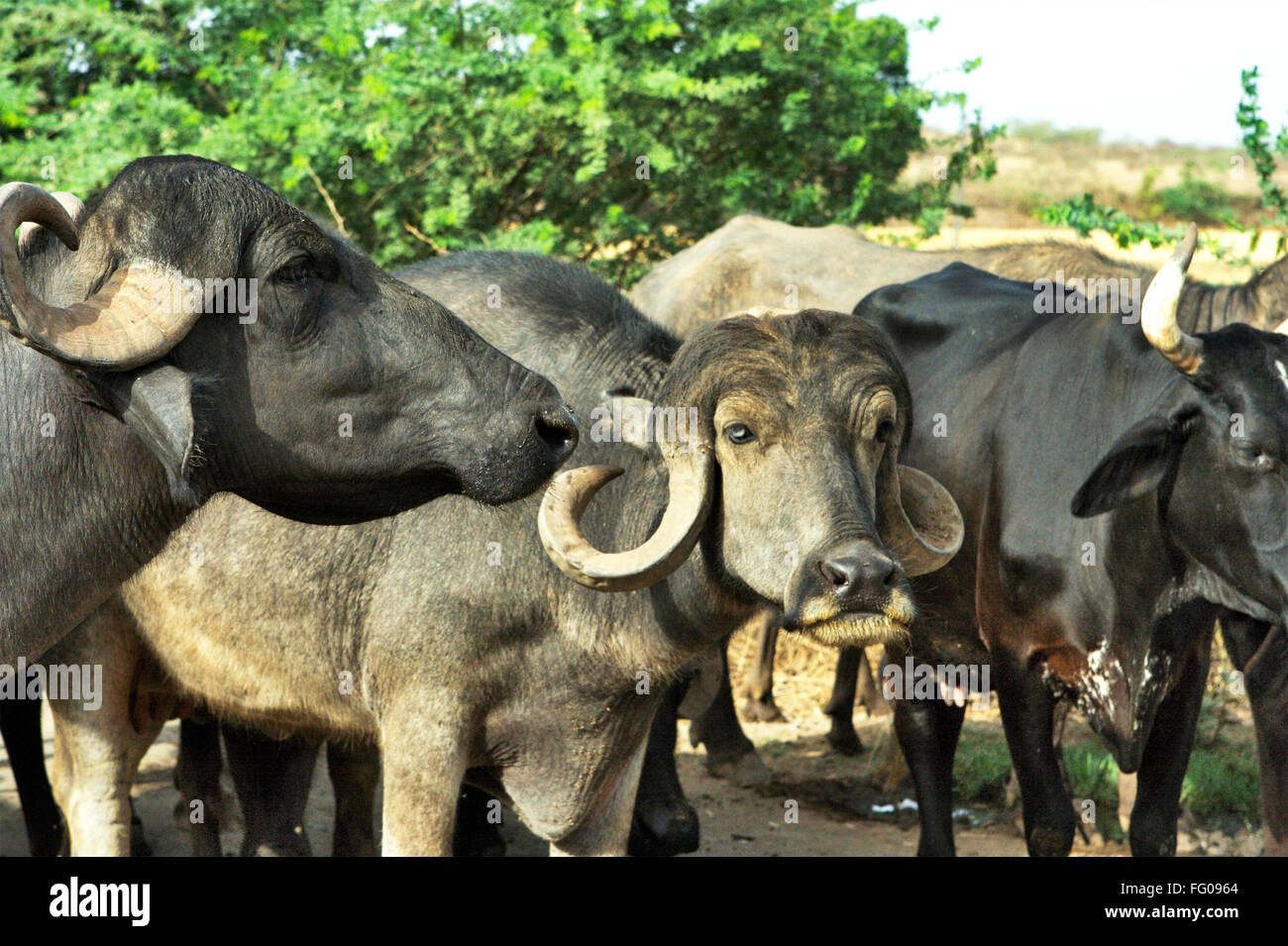 Buffaloes hi-res stock photography and images - Alamy