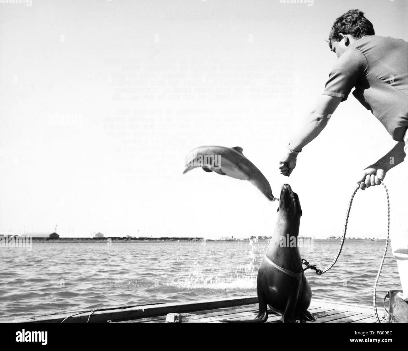 DOLPHIN: RESEARCH, 1967. /nA trainer with a seal and a dolphin ...