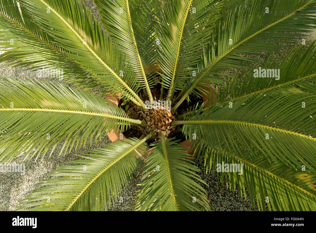 Close ups of Cycus plant , Pune , Maharashtra , India Stock Photo - Alamy