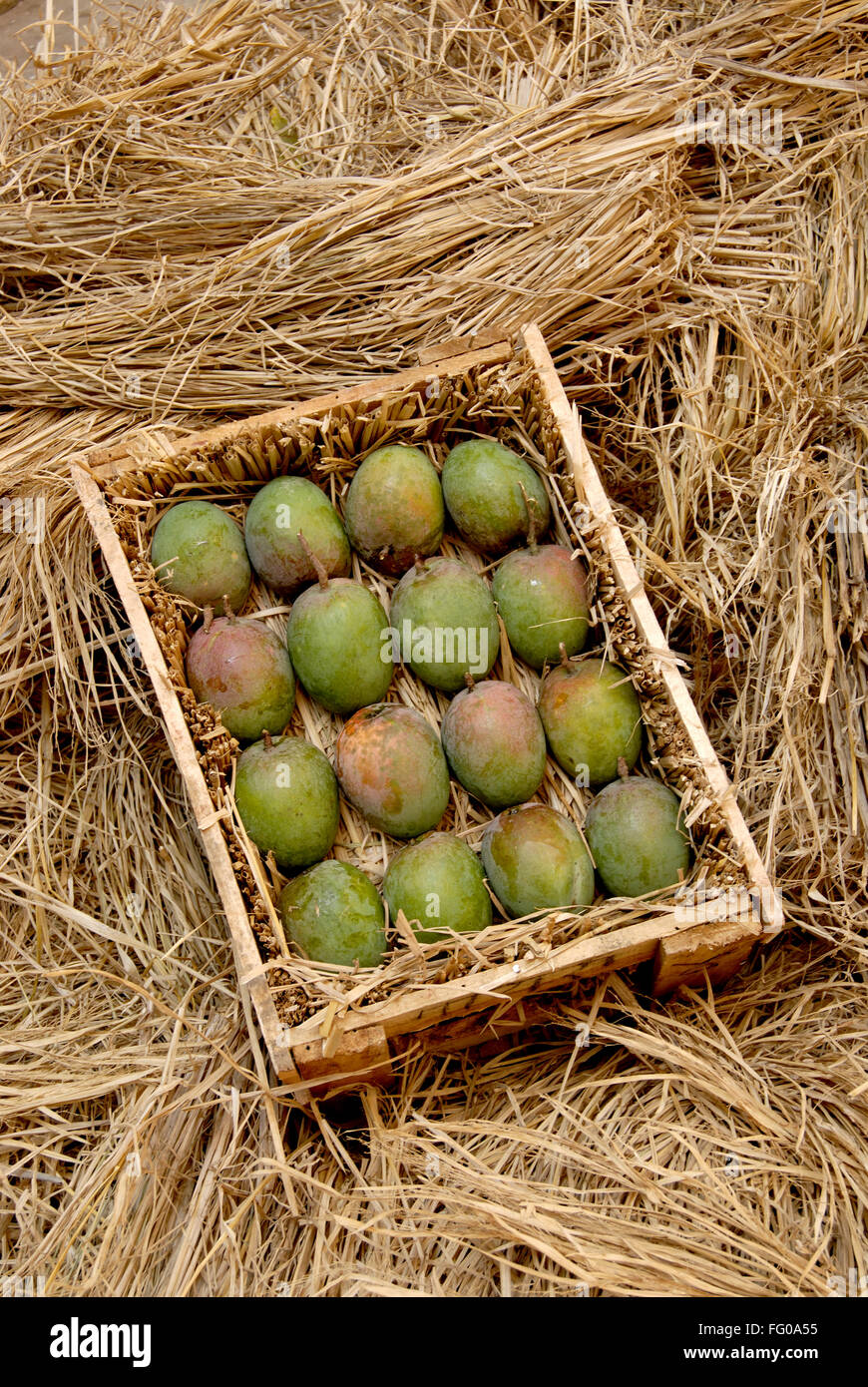 Fruits , Green Mangoes kept in straw for ripening at Dadar , Bombay ...