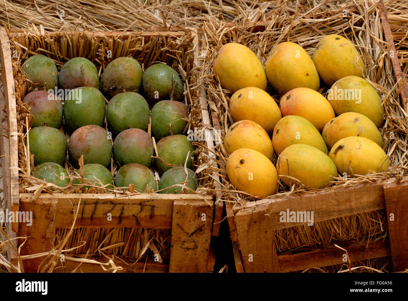 Fruits , Raw and ripe Alfonso Mangoes displayed for sale at Dadar ...