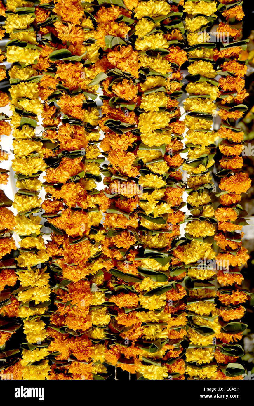 Mango flower hi-res stock photography and images - Alamy