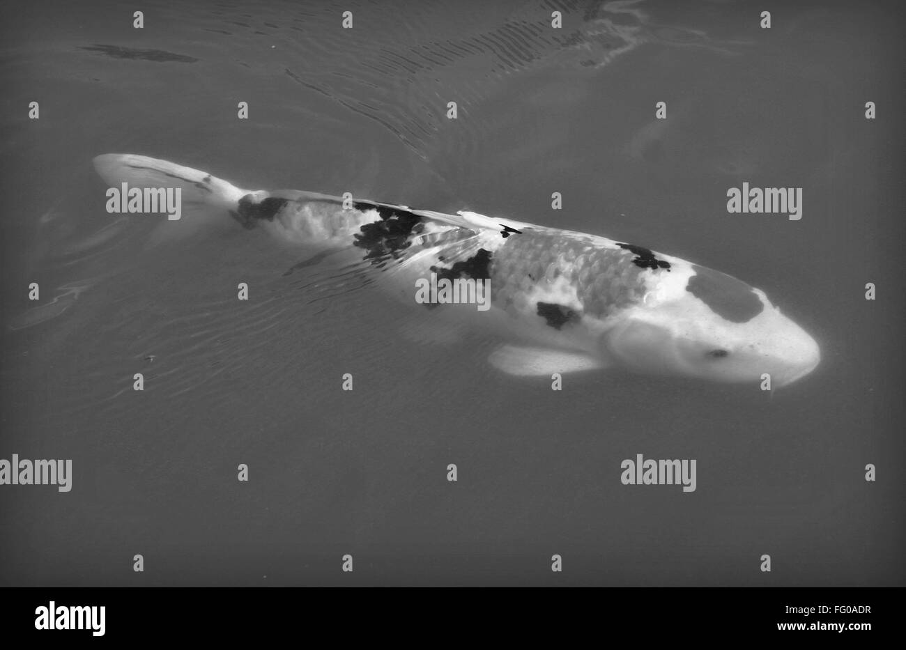 Koi japanese Black and White Stock Photos & Images - Alamy