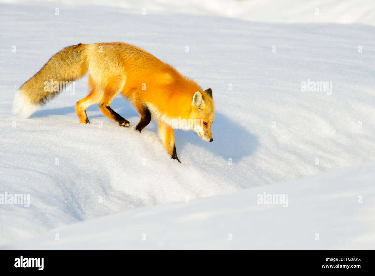 American Red Fox (Vulpes vulpes fulva) adult, walking in snow ...