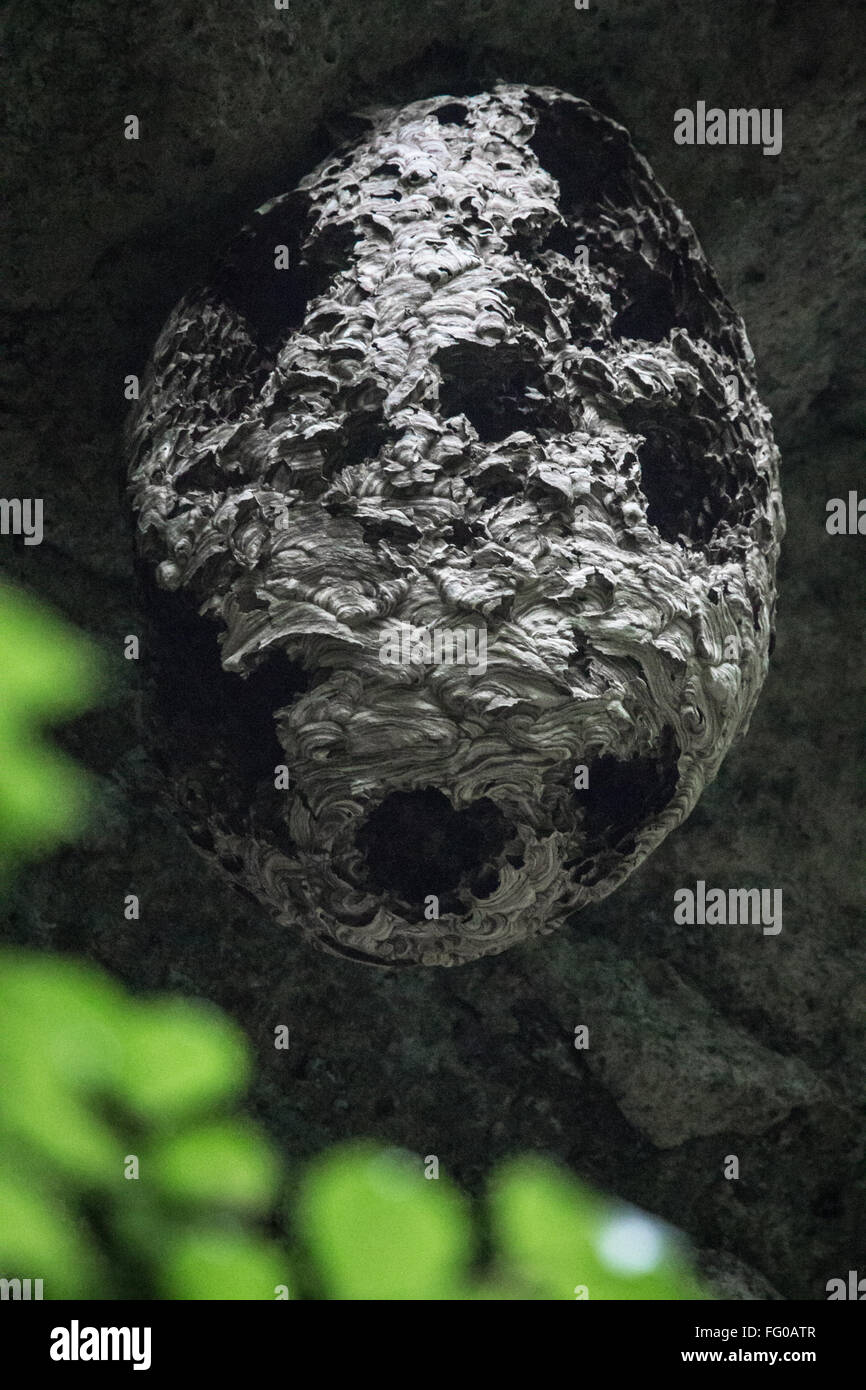 Close-Up Of Hornet Nest Stock Photo - Alamy