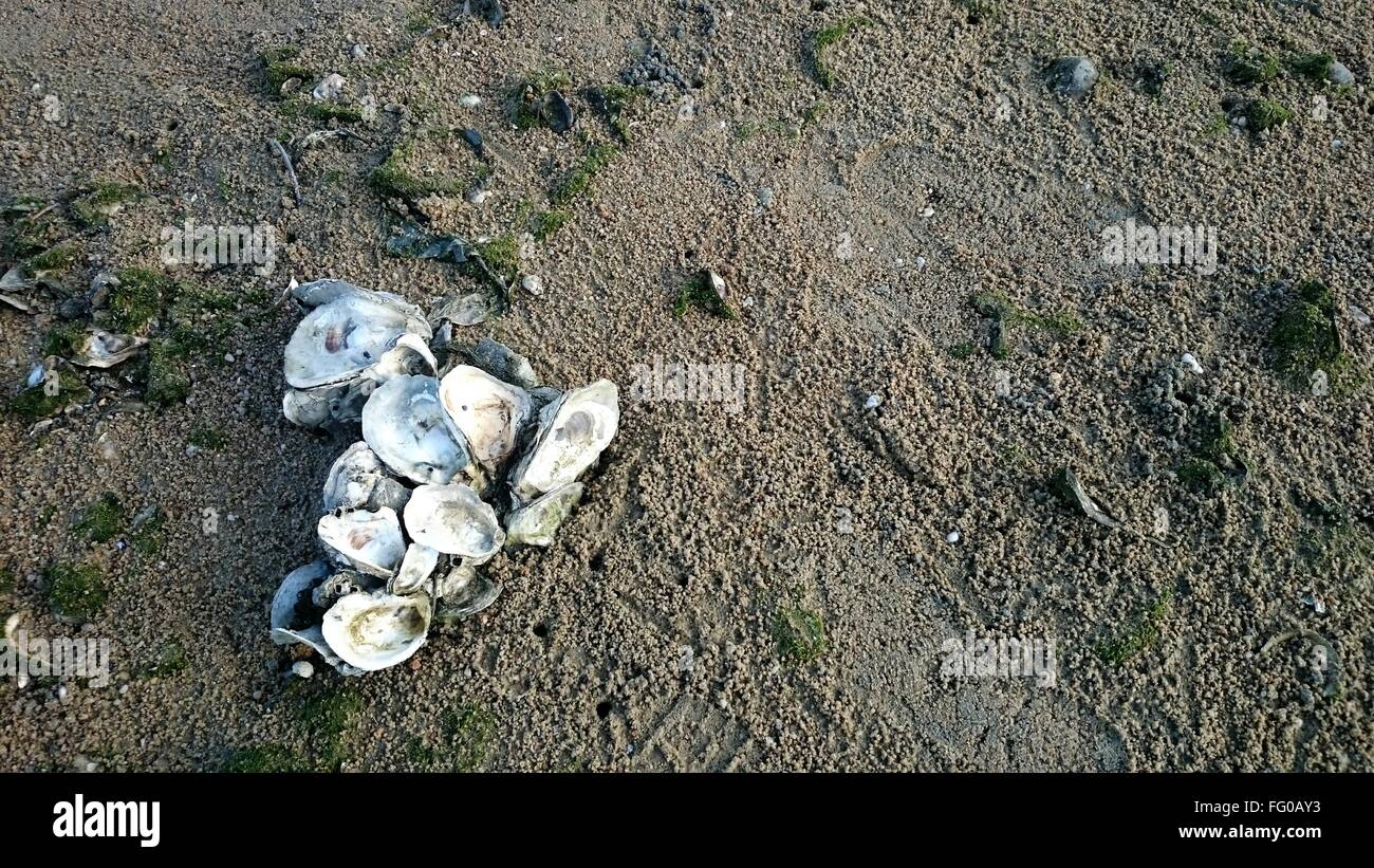 Oyster shell on the beach hi-res stock photography and images - Alamy