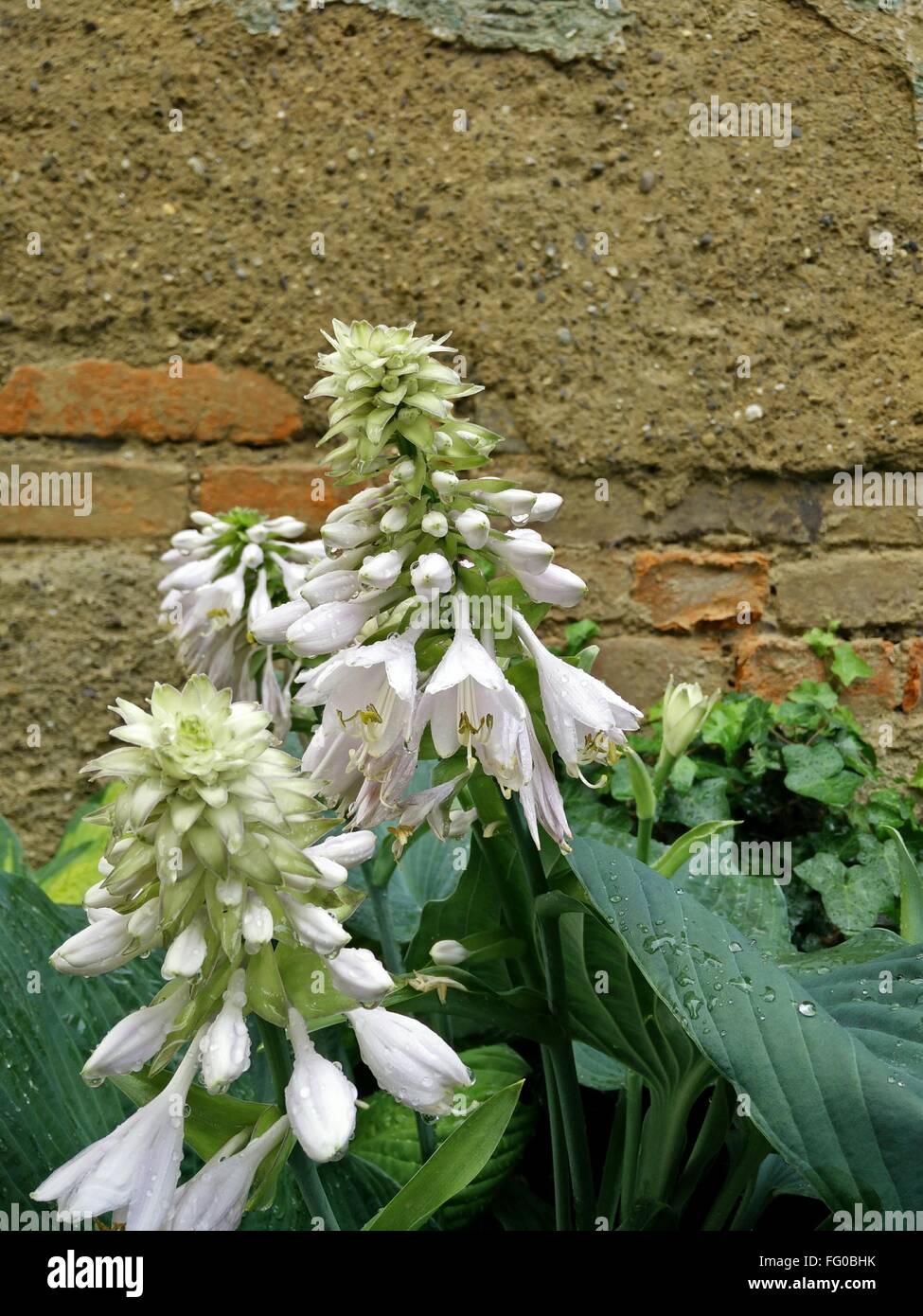 Hosta Flowers High Resolution Stock Photography and Images - Alamy