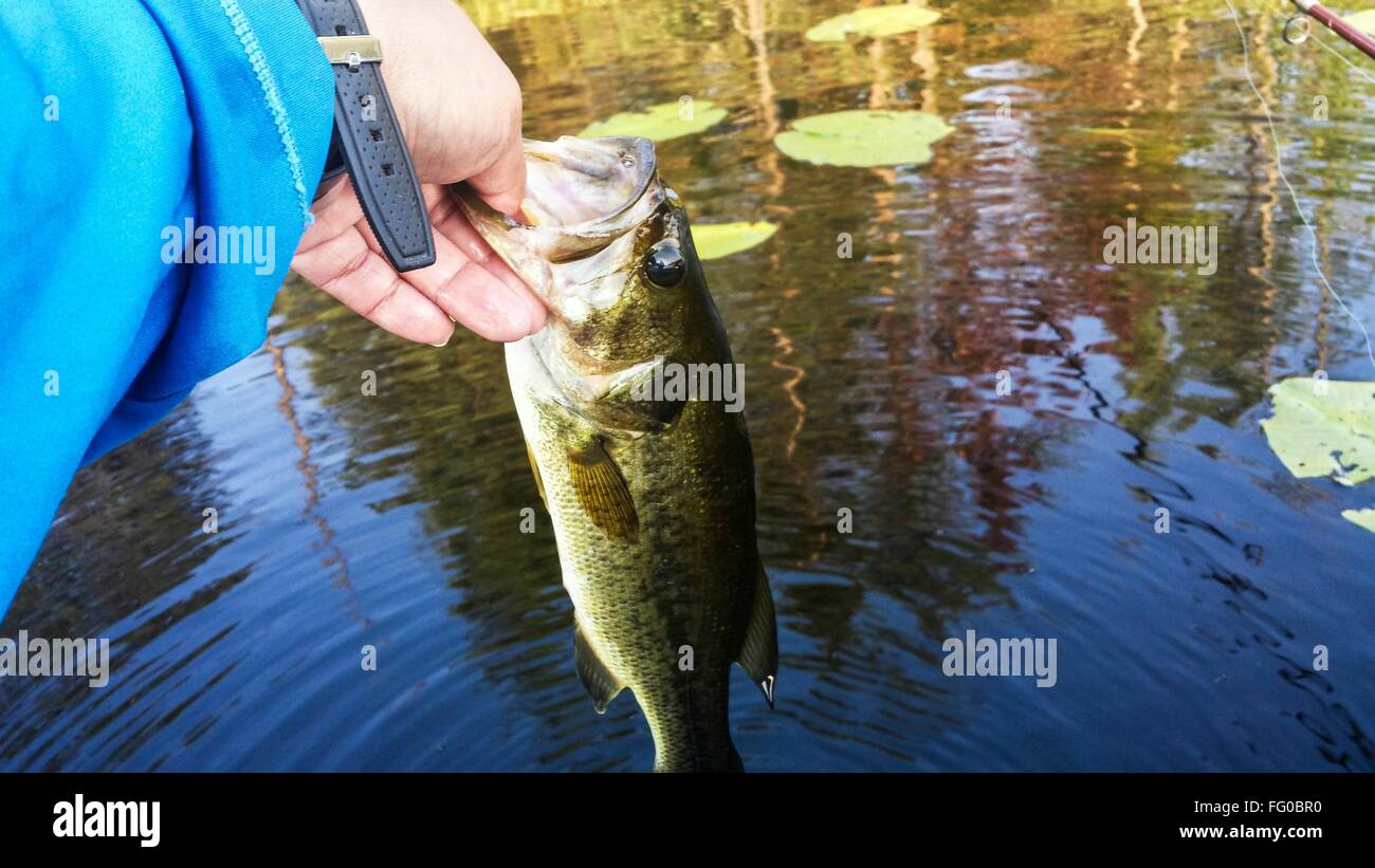 Man holding bass hi-res stock photography and images - Alamy