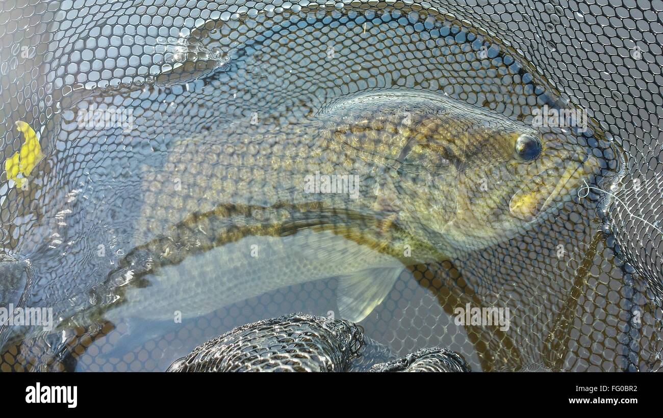 Bass in net hi-res stock photography and images - Alamy