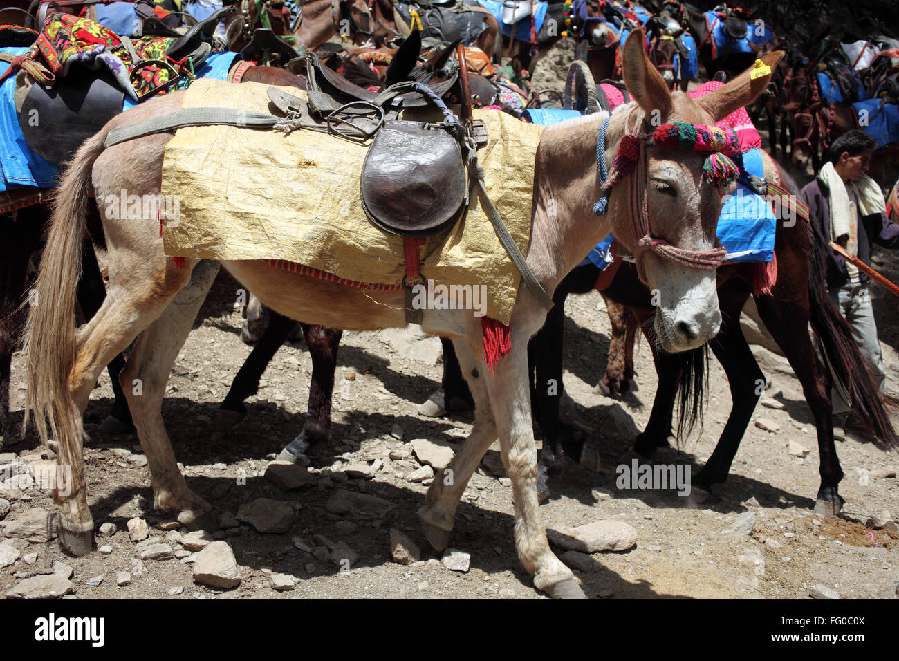 Khachars mules Yamnotri temple Uttarakhand India Asia Stock Photo - Alamy
