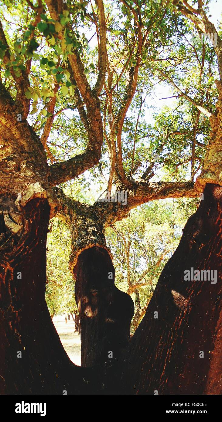 Oak tree low angle hi-res stock photography and images - Alamy