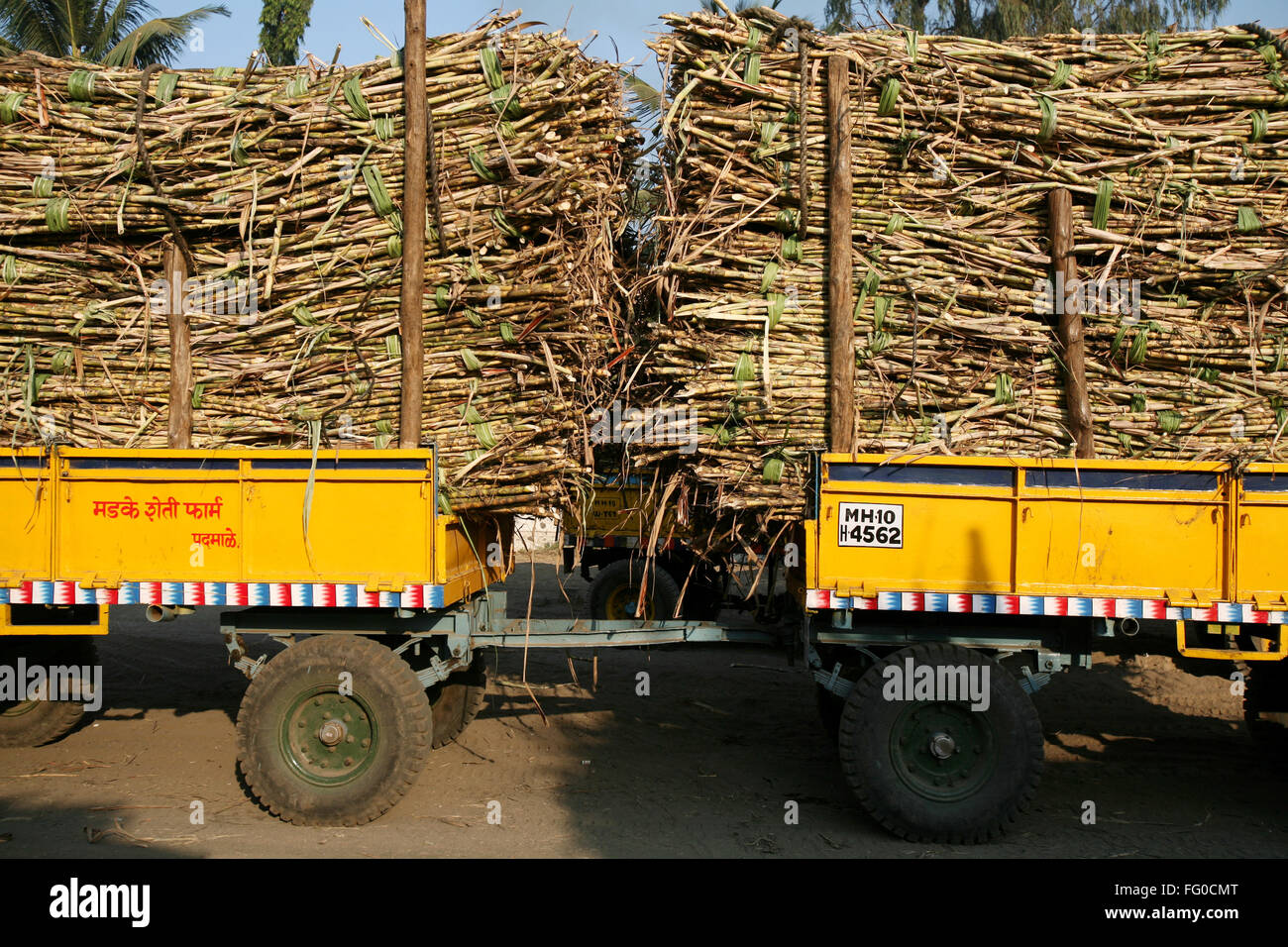 Loads of sugarcane in trolleys attached two trolleys to one tractor to ...