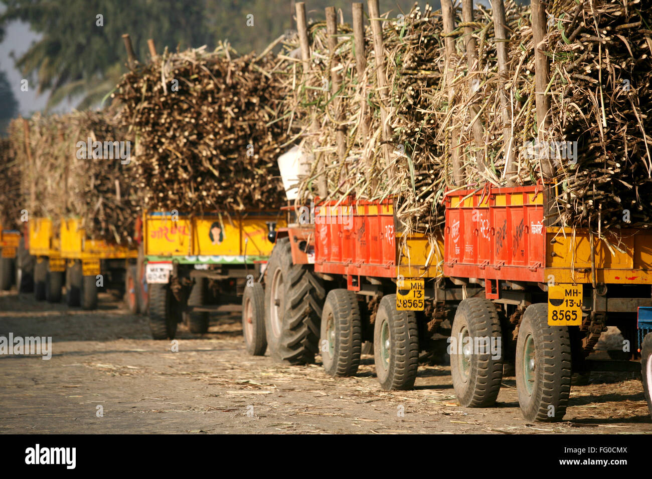 Loads of sugarcane in trolleys pulled by tractors parked in queue at ...