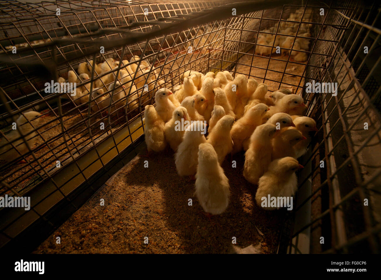 India poultry hi-res stock photography and images - Alamy