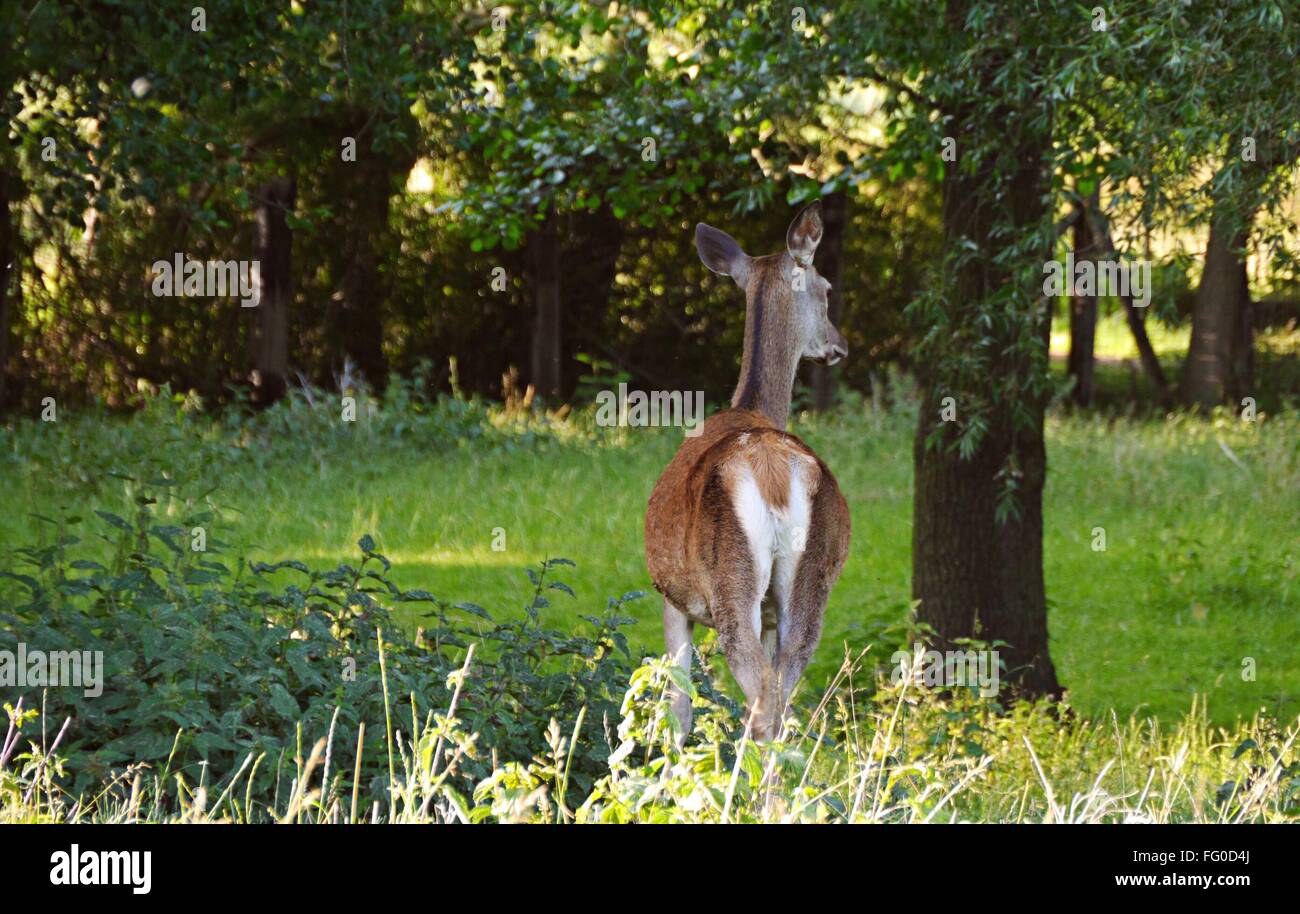 Rear view of deer hi-res stock photography and images - Alamy