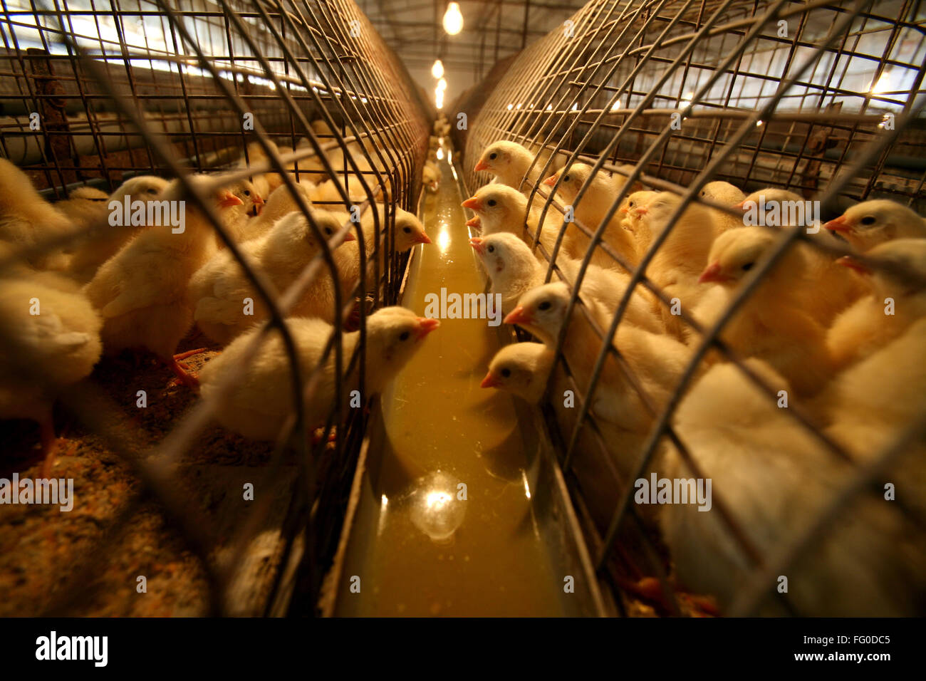 Poultry in india hi-res stock photography and images - Alamy