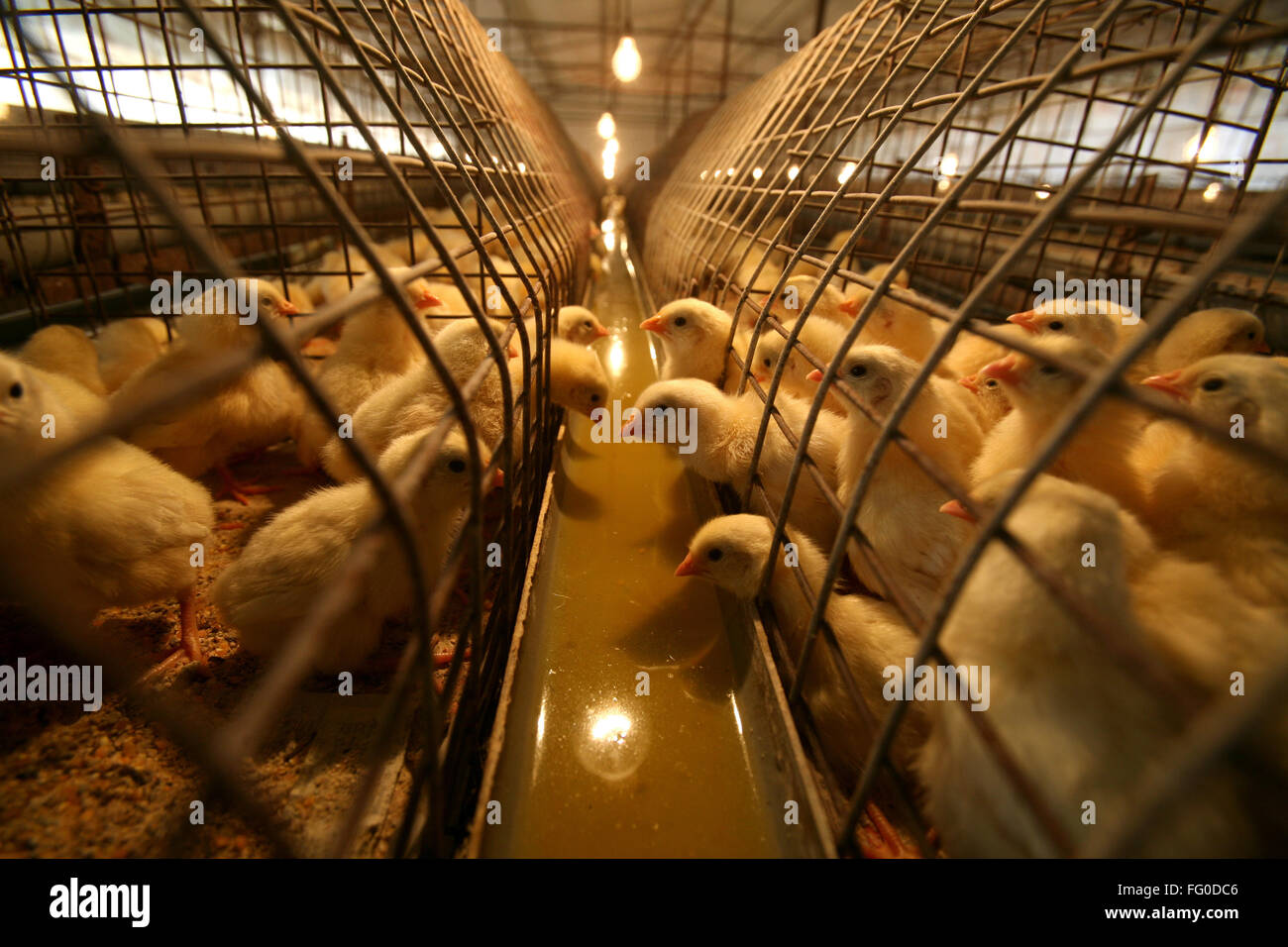 Chickens in cages hi-res stock photography and images - Alamy