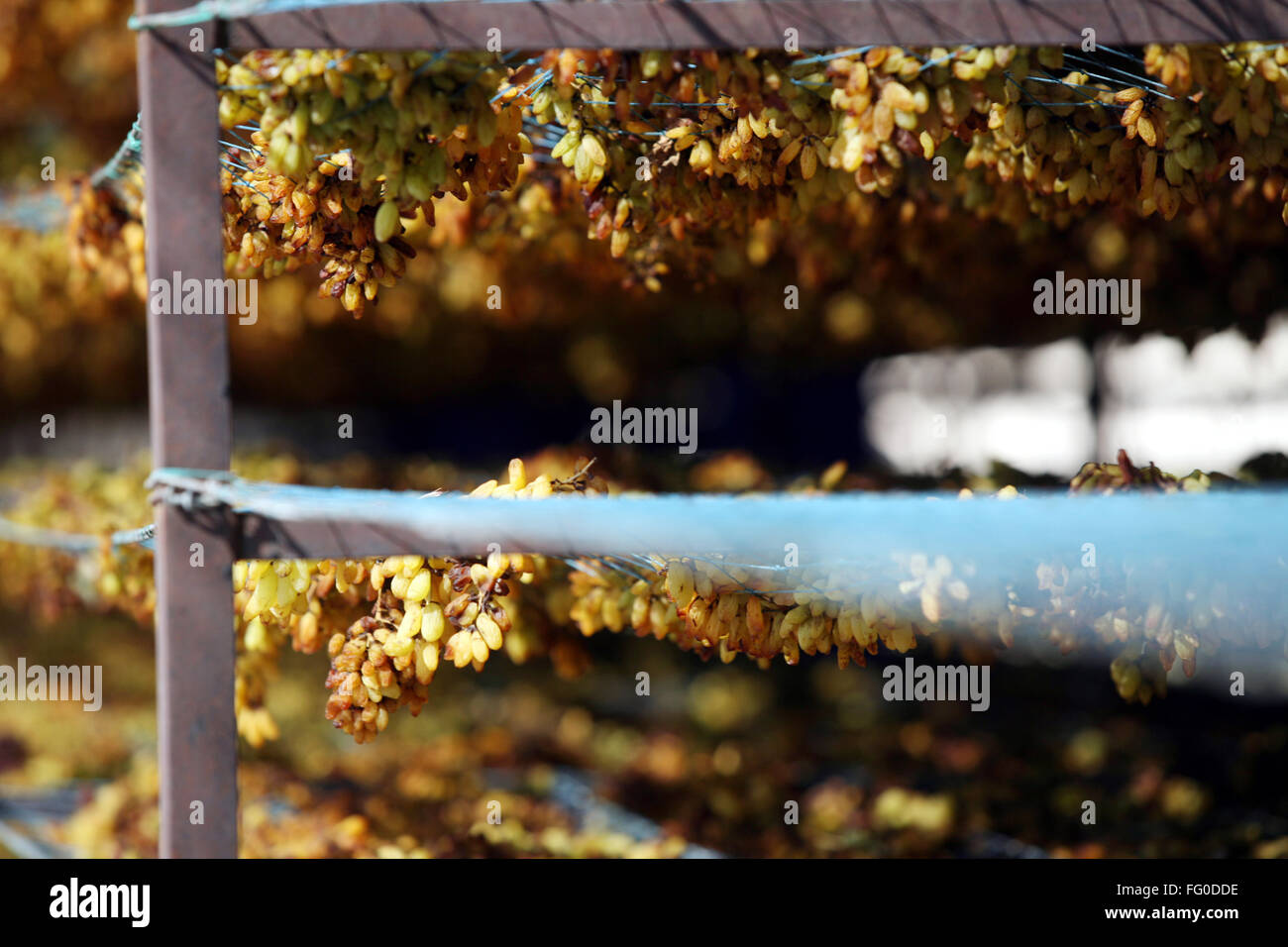 Grapes kept for drying on racks in dry grapes factory at Sangli ...