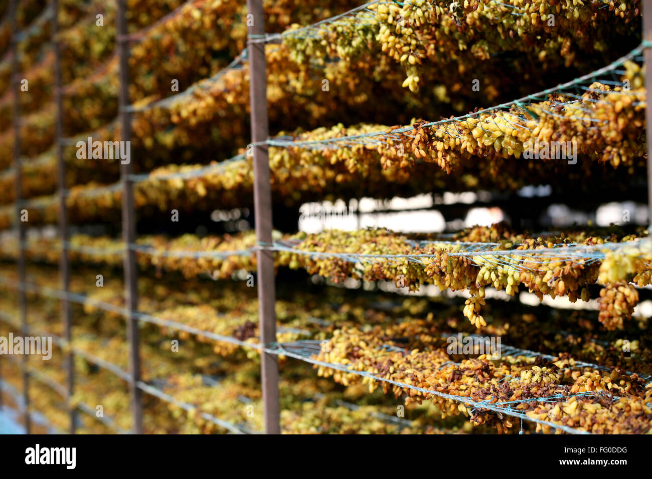 Grapes kept for drying on racks in dry grapes factory at Sangli ...