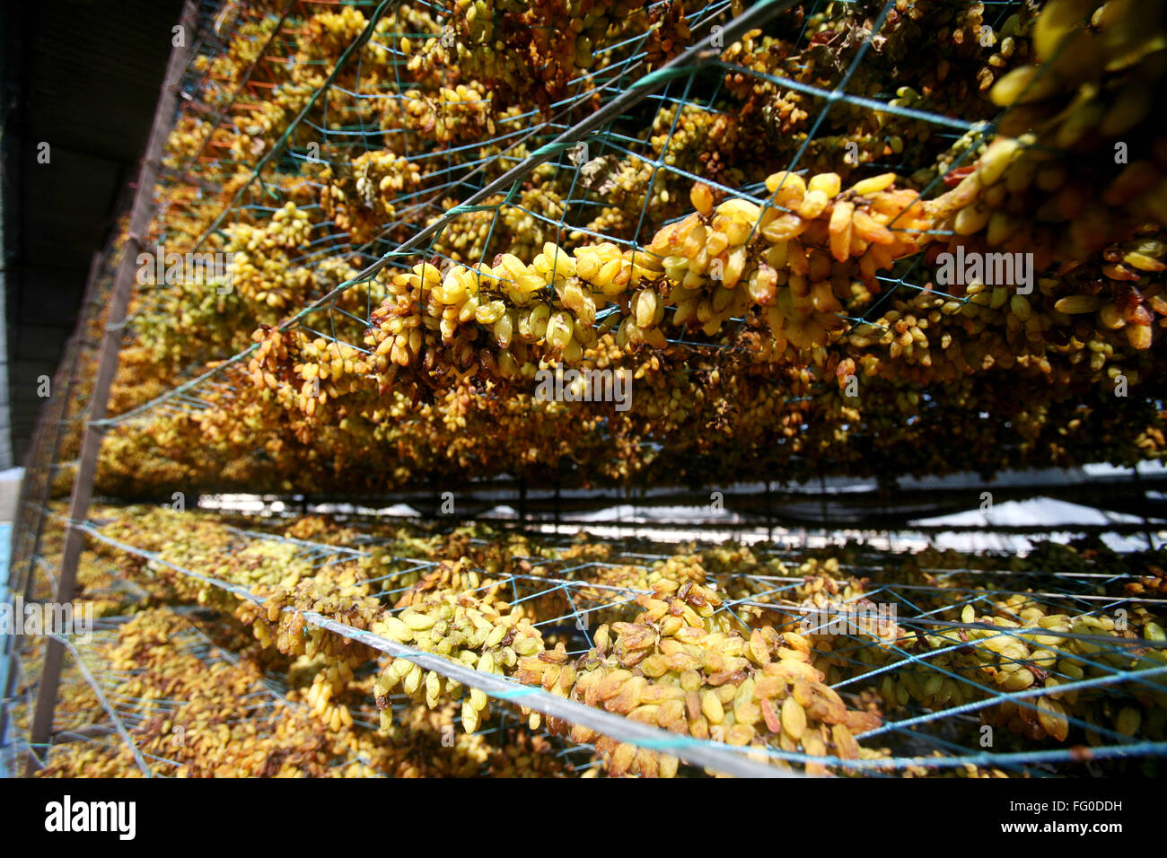 Grapes kept for drying on racks in dry grapes factory at Sangli ...